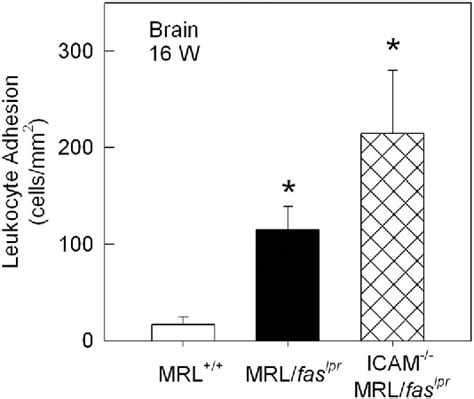 Figure 1 From Differential Roles Of Icam 1 And Vcam 1 In Leukocyte