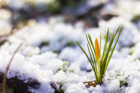 积雪覆盖的春花盛开图片 积雪覆盖的春花素材 高清图片 摄影照片 寻图免费打包下载