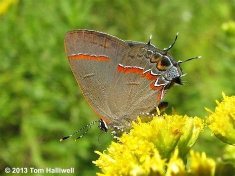 Red Banded Hairstreak Alchetron The Free Social Encyclopedia