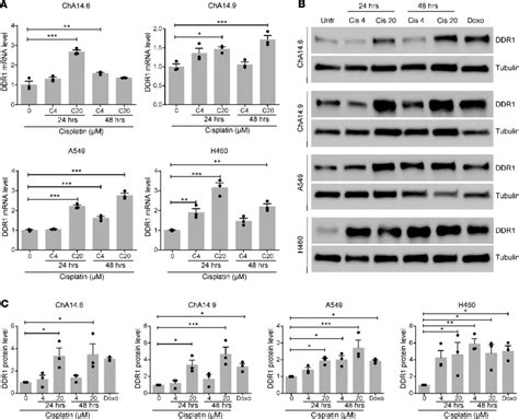 Induction Of Ddr1 Expression In Lung Adenocarcinoma Luad Cell Lines