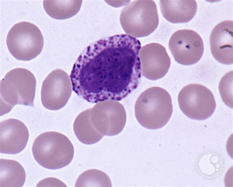Basophils 1