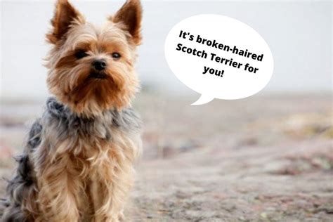 11 Yorkshire Terrier Facts That Will Leave You Amazed