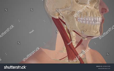 Carotid Triangle Neck Anatomy Illustration3d Rendering Stock