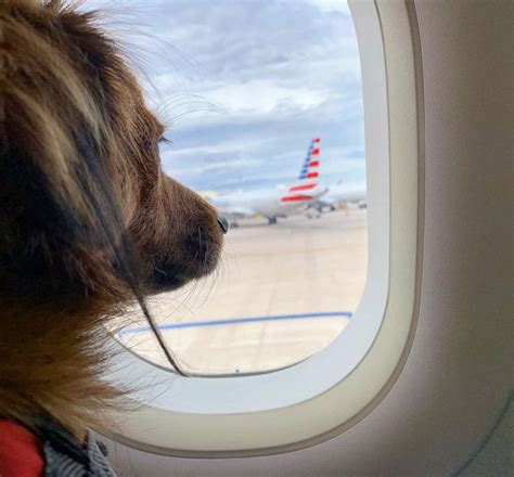 Couple Walking Through The Woods Finds Someone Tiny Hiding In Bushes The Dodo