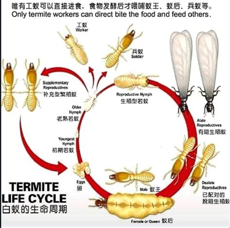 Lite Ubat Anai Anai Terbaik Racun Anai Anai Termite Killer Powder