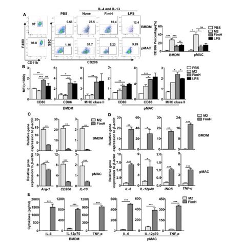 Fimh Reverses M2 Macrophages Toward An M1 Profile Bone Marrow Derived