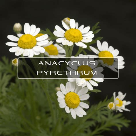 Benefits Of Anacyclus Pyrethrum Interstellar Plan Activate Your