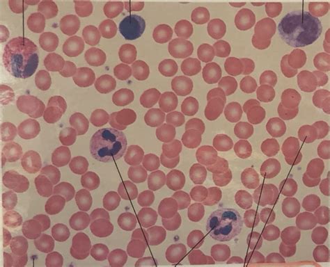 Blood Cells Diagram Quizlet