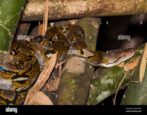 Reticulated Python Python Reticulatus In The Rainforest Of Khao Sok