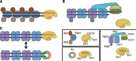 Telomere Protein Complexes In Budding Yeast Vertebrates And