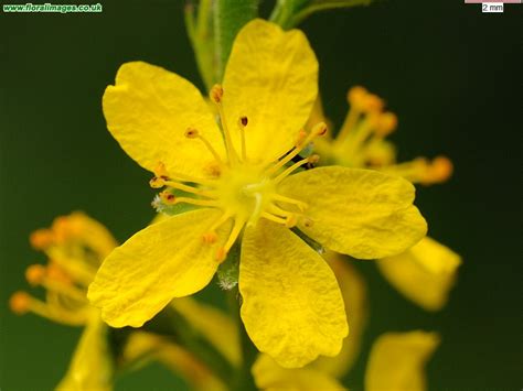 Agrimonia Procera Picture 1 Of 16
