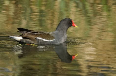 Сногсшибательное заплывание Chloropus Gallinula камышницы в озере на