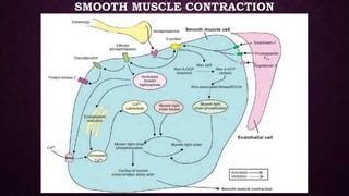Anatomy Of Penis And Physiology Of Erection Pptx
