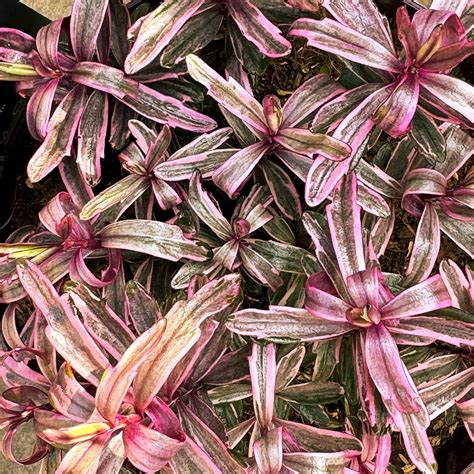 Hebe Frozen Flame Pot Size 17cm The Boma Garden Centre