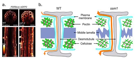 Open Sesame Pectin Tweaks Plasmodesmata To Control Root Transport Plantae