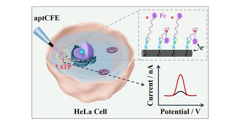 In Situ Measurement Of Atp In Single Cells By An Amphiphilic Aptamer Assisted Electrochemical