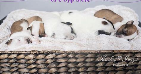 Wolfpack Album On Imgur