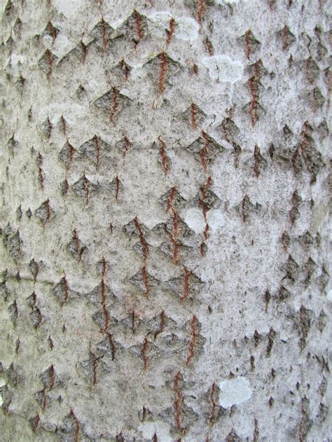 26 Best Tree Bark Images On Pinterest Tree Bark Trees And Textures