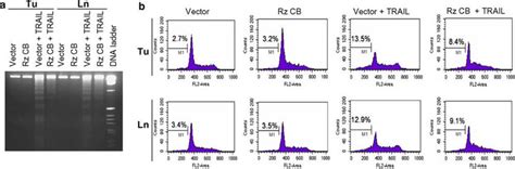 Effects Of Cathepsin B Ribozyme On Dna Fragmentation A Nucleosomal Dna