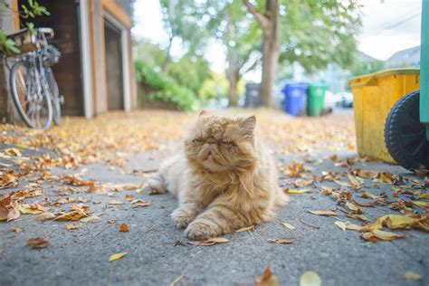 Безплатна снимка коте есен гръбначен малки и средни котки котка като бозайник 6000x4000