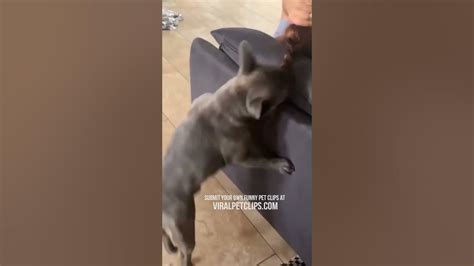 Funny Pet Videos 😁 Best Cats And Dogs Clips 😁 Part 34 Youtube