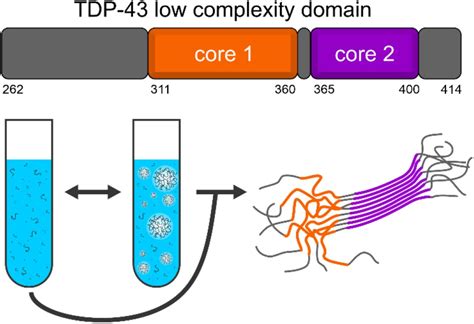 Identification Of The Rigid Core For Aged Liquid Droplets Of The Tdp 43 Low Complexity Domain
