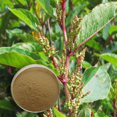 Polygonum Cuspidatum Extract Benefits Uses And Possible Side Effects