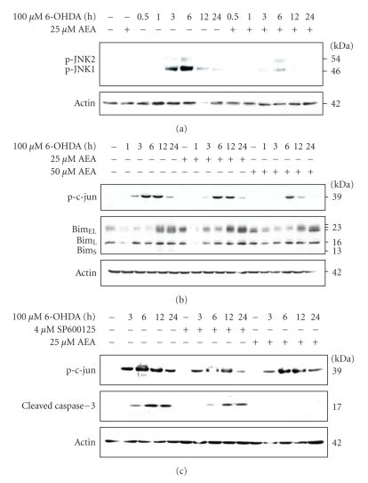 Anandamide Partially Protects Against 6 Ohda Mediated Apoptosis Through