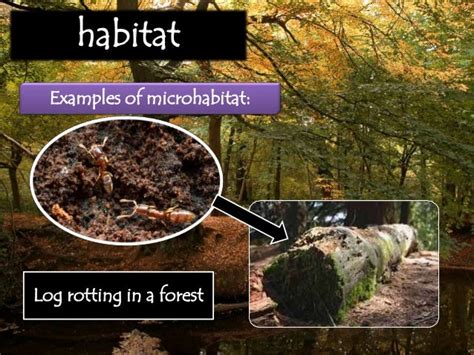 😍 Difference Between Habitat And Microhabitat Herps Team Surveying The