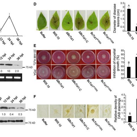 Contribution Of Bctol1 To Virulence And Ros Detoxification Of B
