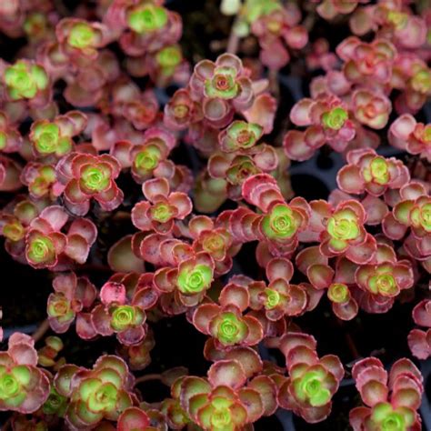 Thyme Creeping Red Plug Flat Moonshine Designs Nursery