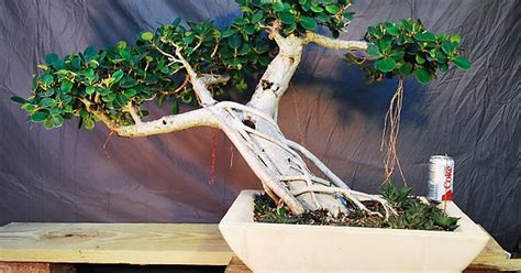 Round Leaf Green Island Ficus With Red Berries Personal Collection 2