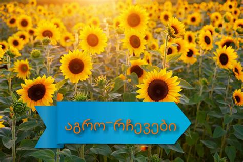 აგრო რჩევები