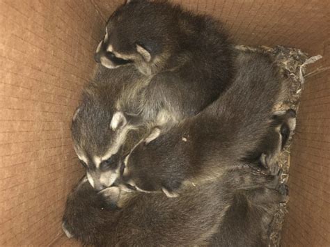 Raccoons In Crawl Space Damage And Repairs In North Carolina North