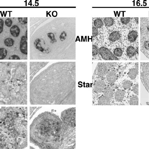 Histology Of Testes And Ovaries At Two Stages Of Embryonic Development