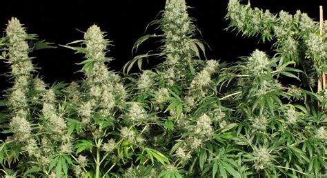 La Mejor Marihuana Del Mundo Ranking De Mejores Marihuanas