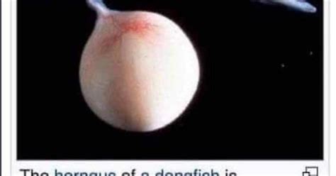 Horngus Album On Imgur