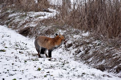 狐狸 野生 捕食者 Pixabay上的免费照片 Pixabay