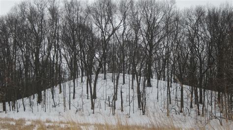Winter Tree Identification — Open Grown School