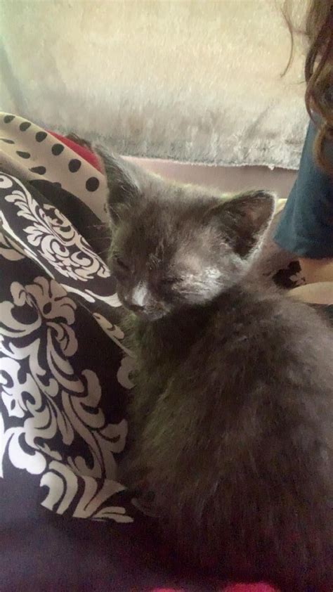 Help Name My Kitty Im Not Sure On The Gender Yet So Suggest Both R Namemycat