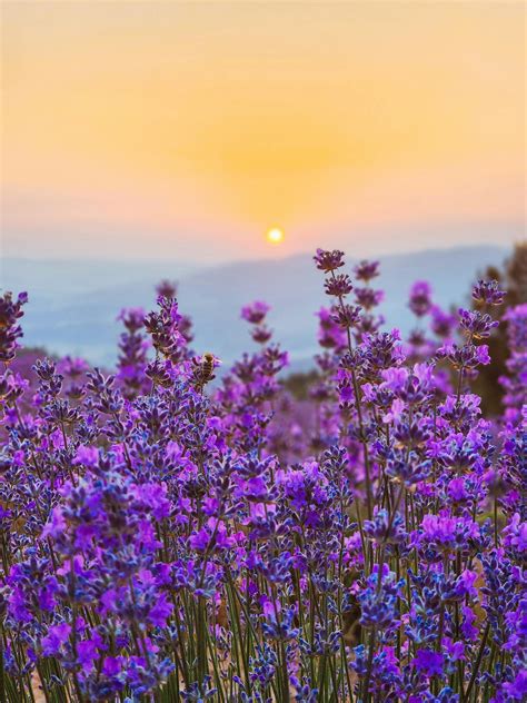 집 밖의 갈색 모자 경치 고요한 골든 아워 긍정적 에너지 꽃 꽃다발 꽃이 피는 노란 모자 녹지 농업 농촌 풍경 들판 따뜻한 빛 라벤더 라이프