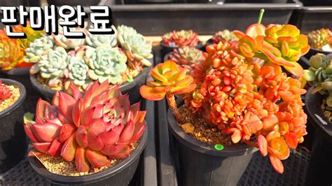 2월15일 분채배송🟡물반응이 생생한 국민이다육한상 달려볼게요 01048583904 다육이 다육식물 특가다육