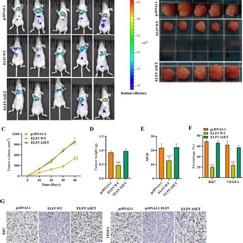 Elf5 Suppresses Rcc Tumor Growth A Real Time Imaging System Was Download Scientific Diagram
