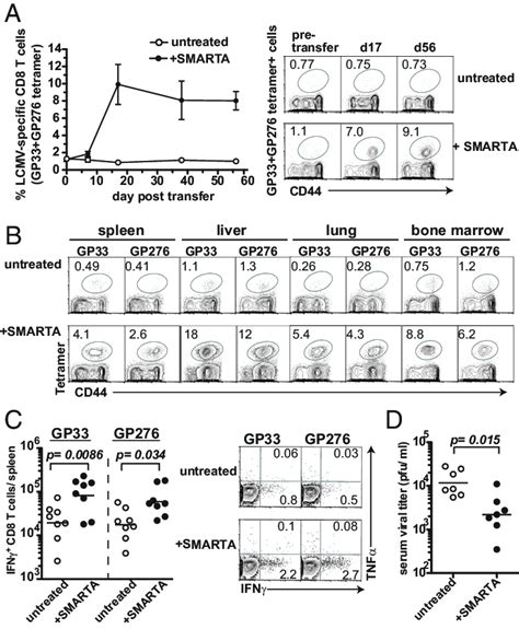 Transfer Of Cd4 T Cell Help Enhances Lcmv Specific Cd8 T Cell