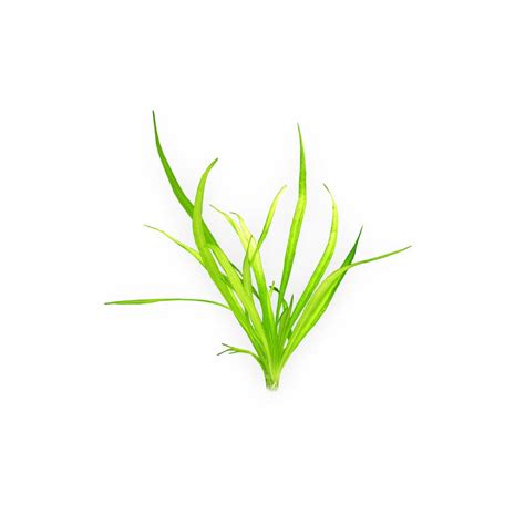 Echinodorus Latifolius Dwarf Sword Serene Aquarium