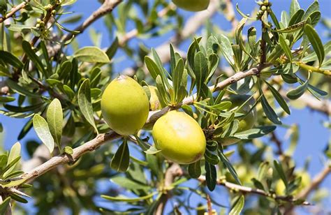 Aceite de argán: grandes beneficios no solo para tu piel y cabello ...