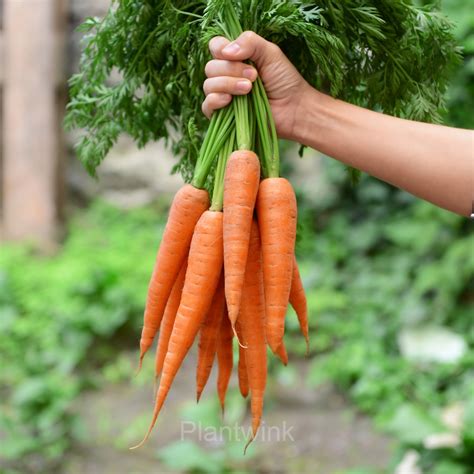 Tendersweet Carrot Plantwink