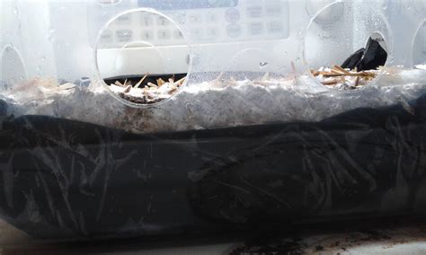 Trichoderma Question Mushroom Cultivation Shroomery Message Board