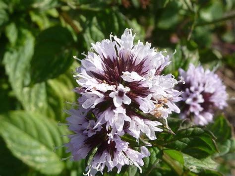 Eau De Cologne Mint Mentha Piperita F Citrata Growing Guides