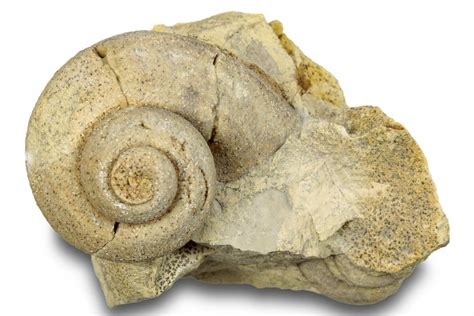 1 15 Ordovician Gastropod Fossil Trochonema Wisconsin 248583